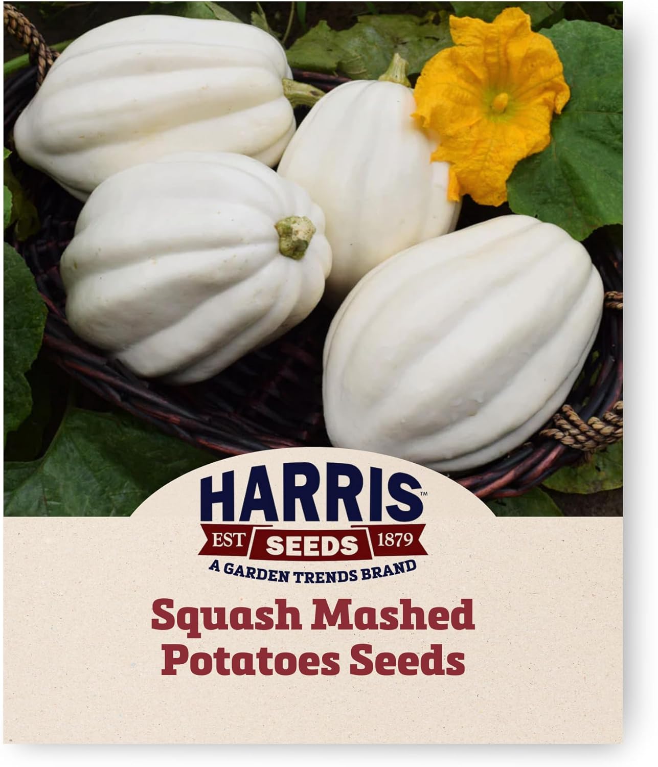Harris Seeds - Squash Mashed Potatoes Acorn F1 Variety White Rind ...