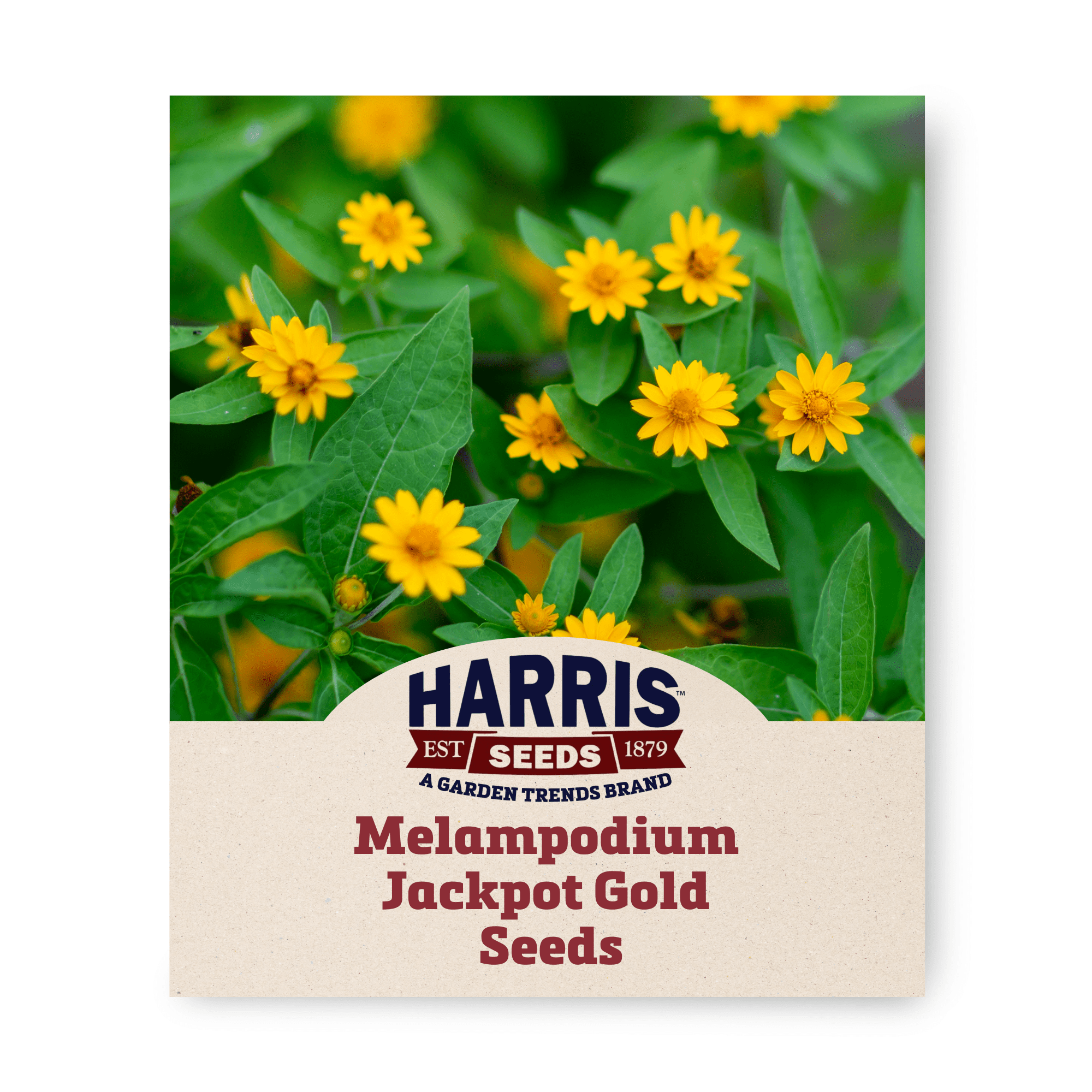 Harris Seeds - Melampodium 100 Jackpot Gold Variety Flower Seeds - 100 ...