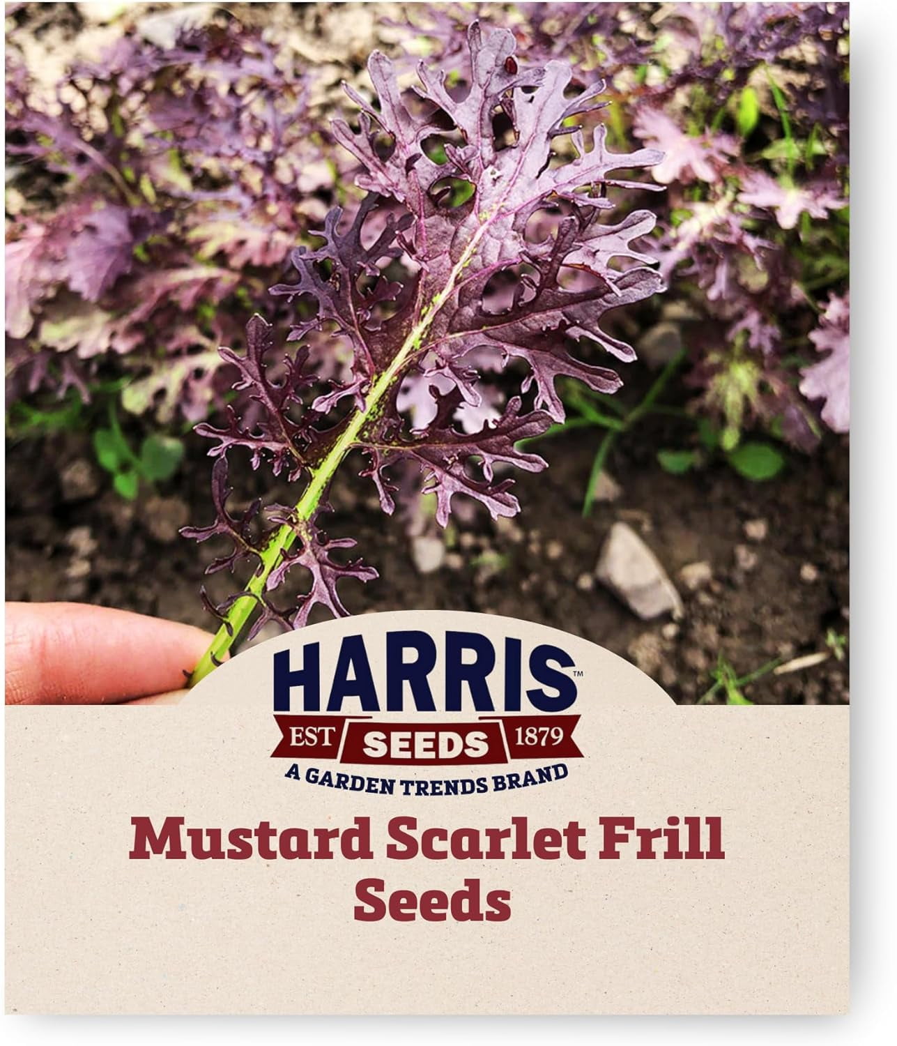 Harris Seeds - Mustard Scarlet Frill Seeds - Deep Purple Leaves - 1Oz ...
