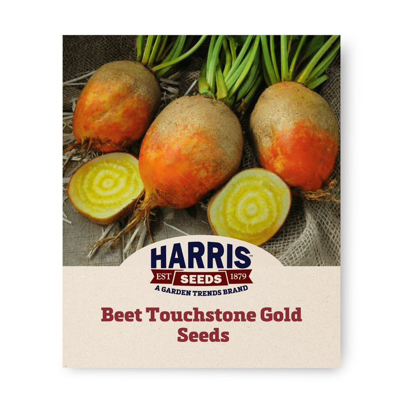 Harris Seeds - Non-GMO Beet Touchstone Gold Seeds for Planting - 250 ...