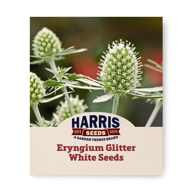 Harris Seeds - Non-GMO Eryngium Glitter White Seeds For Planting, 100 ...