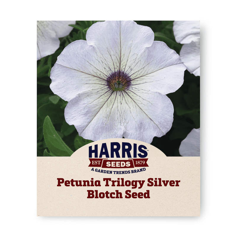 Harris Seeds - Non-GMO F1 Petunia Trilogy Silver Blotch Seeds - 25 ...