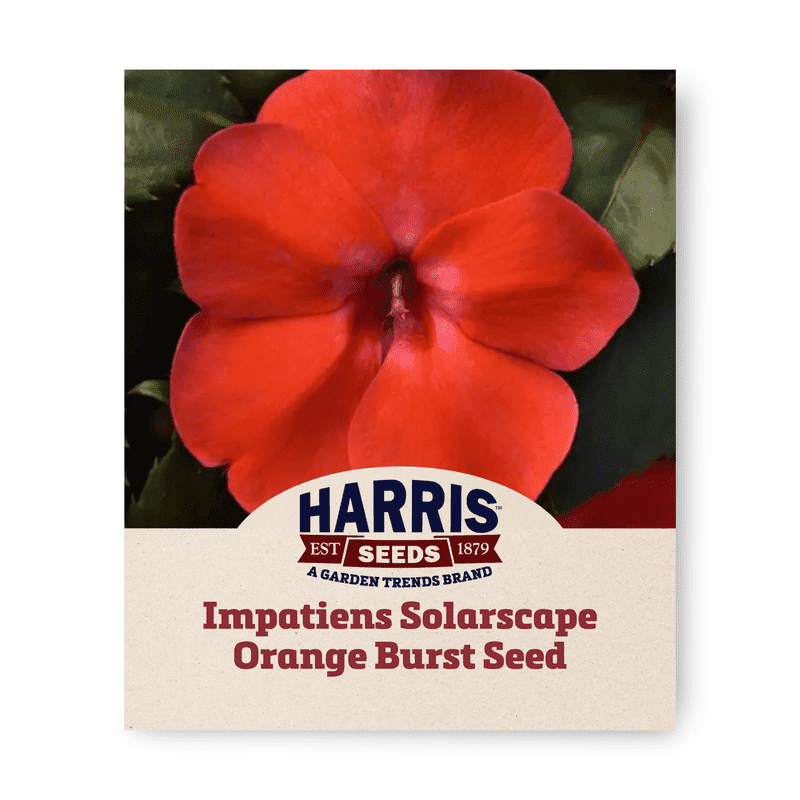 Harris Seeds - Non-GMO F1 Solarscape Orange Burst Impatiens Seed - 25 ...