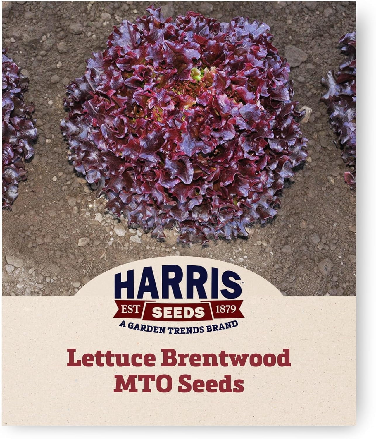 Harris Seeds - Organic Lettuce Seeds Brentwood MTO Variety Light Green ...