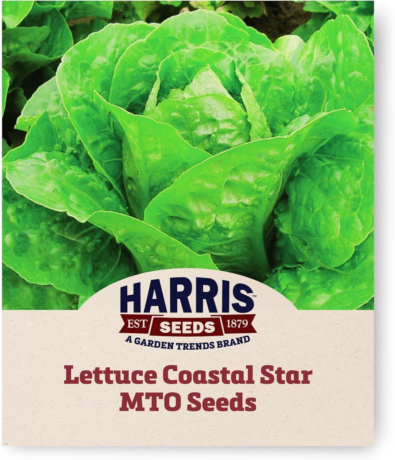 Harris Seeds - Organic Lettuce Seeds Coastal Star MTO Variety Crunchy ...