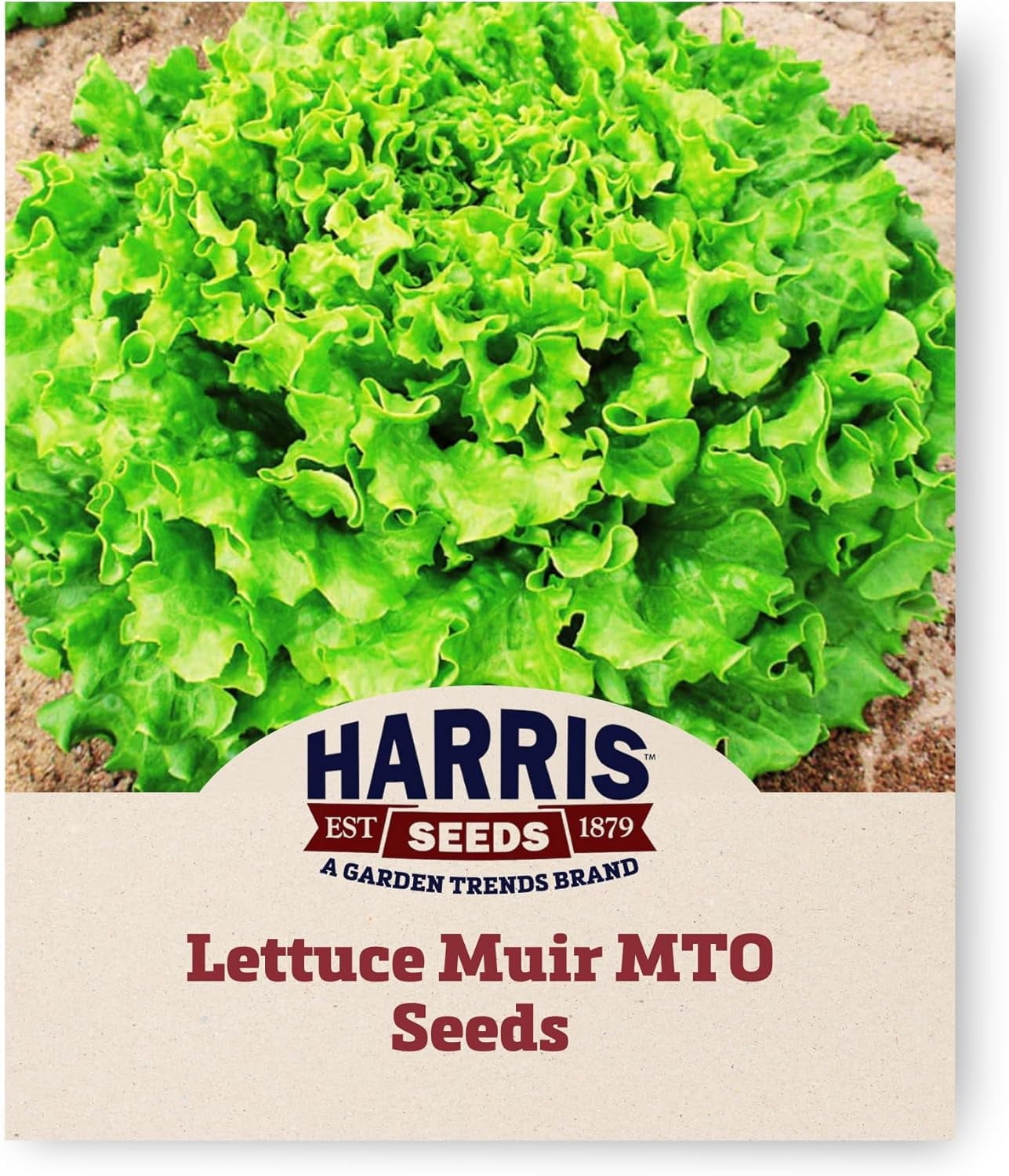 Harris Seeds - Organic Lettuce Seeds Muir MTO Variety Green Leaves ...