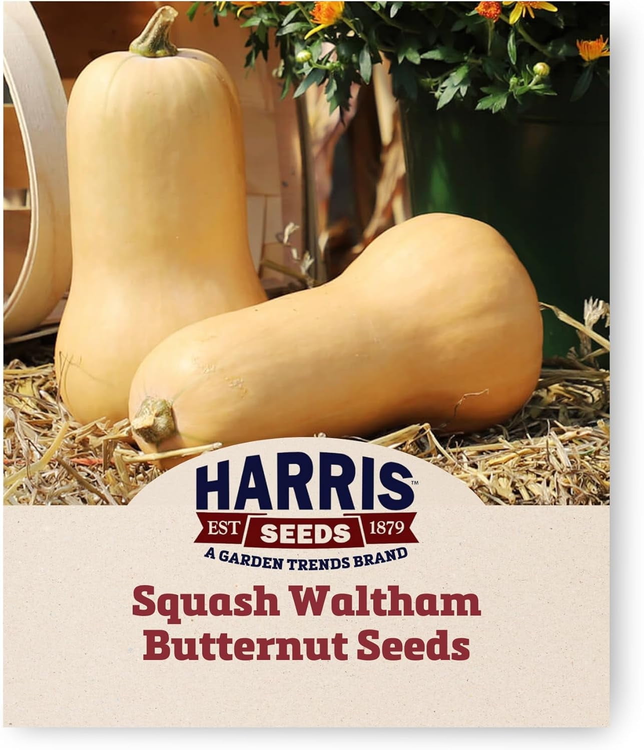 Harris Seeds - Organic Squash Waltham Butternut Heirloom Orange Flesh ...