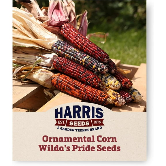 Winter Rye Seeds, 25 Lbs Bulk, Non-GMO - Ideal for Planting, Grass, Cereal, Cover Crop - Walmart.com