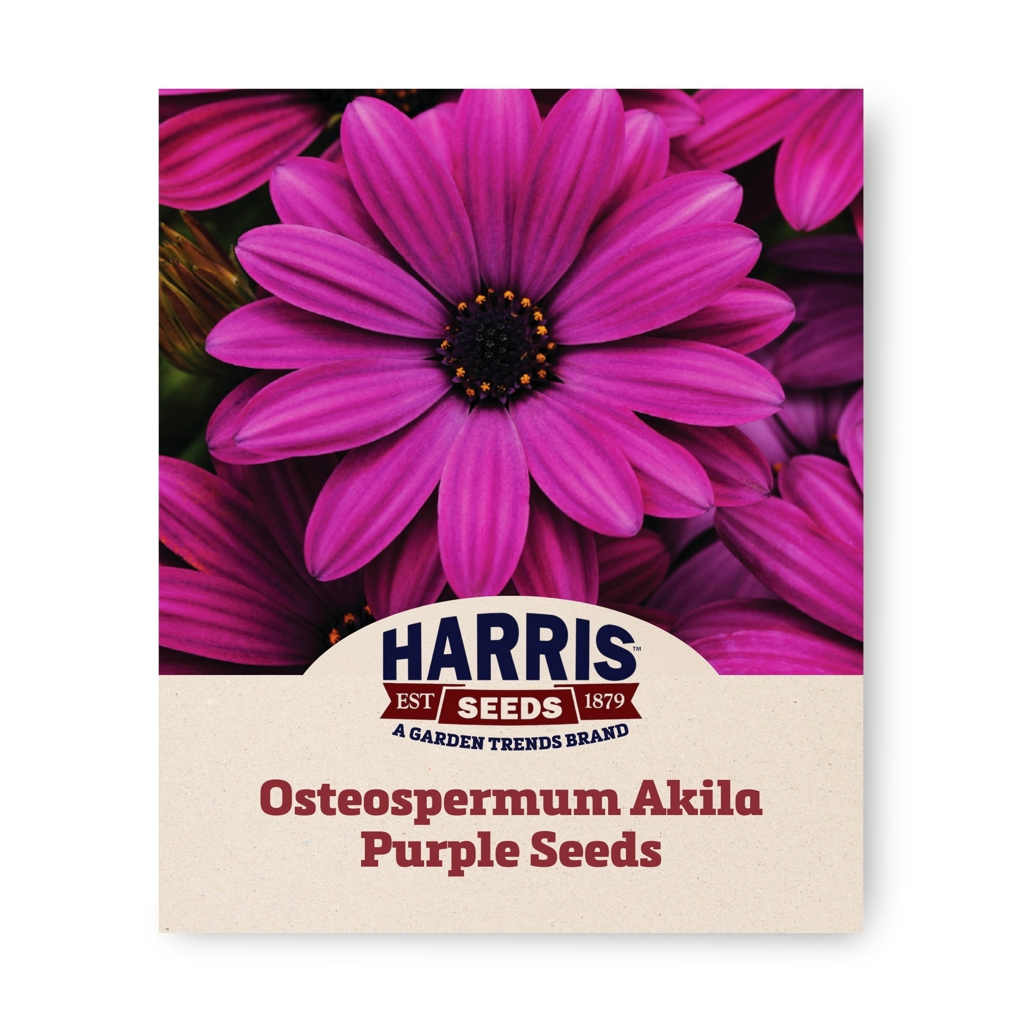 Harris Seeds - Osteospermum Akila Purple F1 Seeds - Flower Planting ...