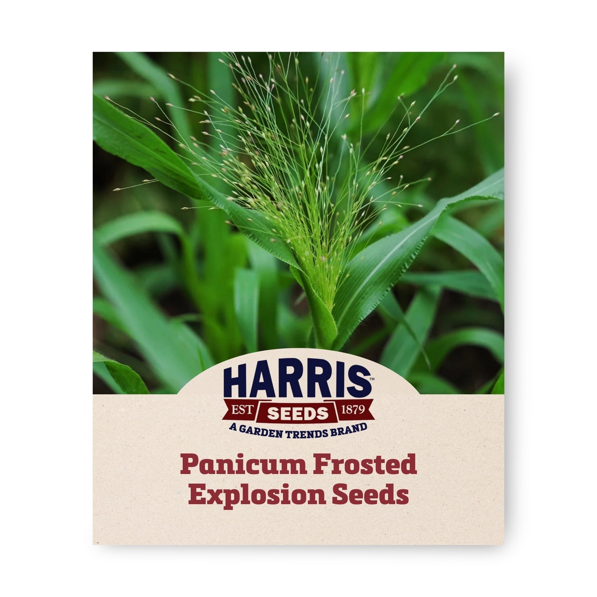 Harris Seeds - Panicum Frosted Explosion Seeds - Green Plumes - 100 ...
