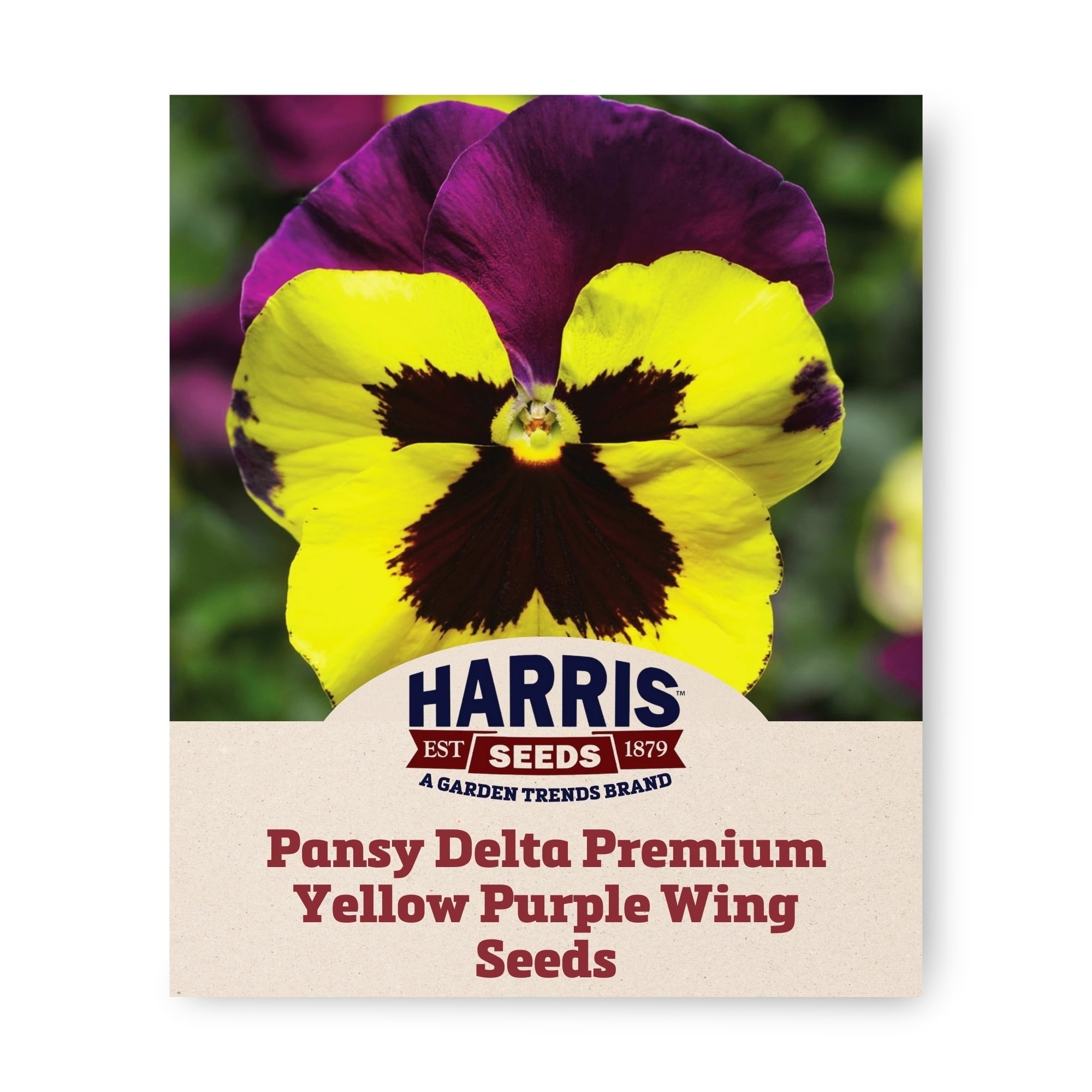 Harris Seeds - Pansy Delta Premium Yellow Purple Wing F1 Flower Seeds ...