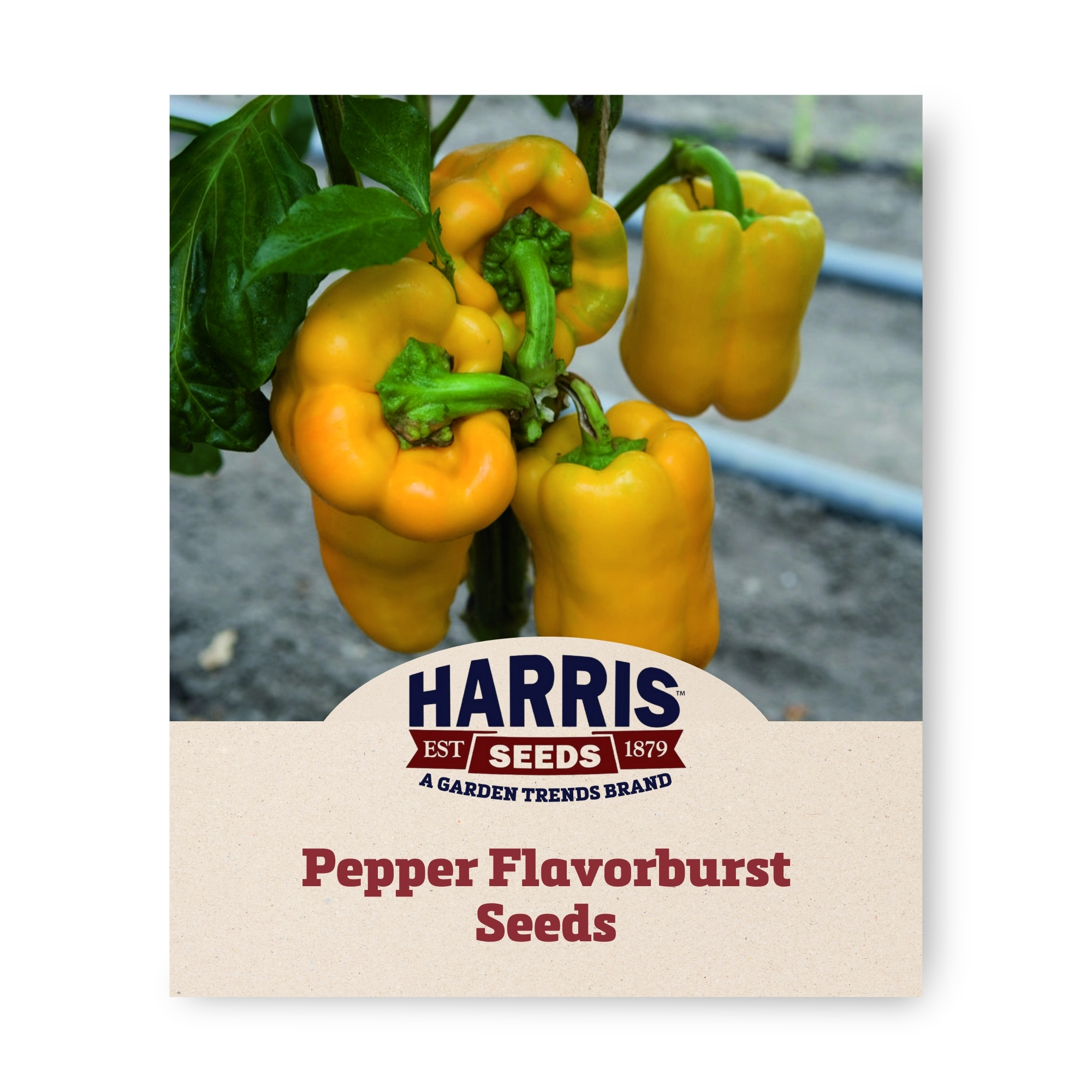Harris Seeds - Pepper Seeds - Sweet Flavorburst Organic Variety - Non ...