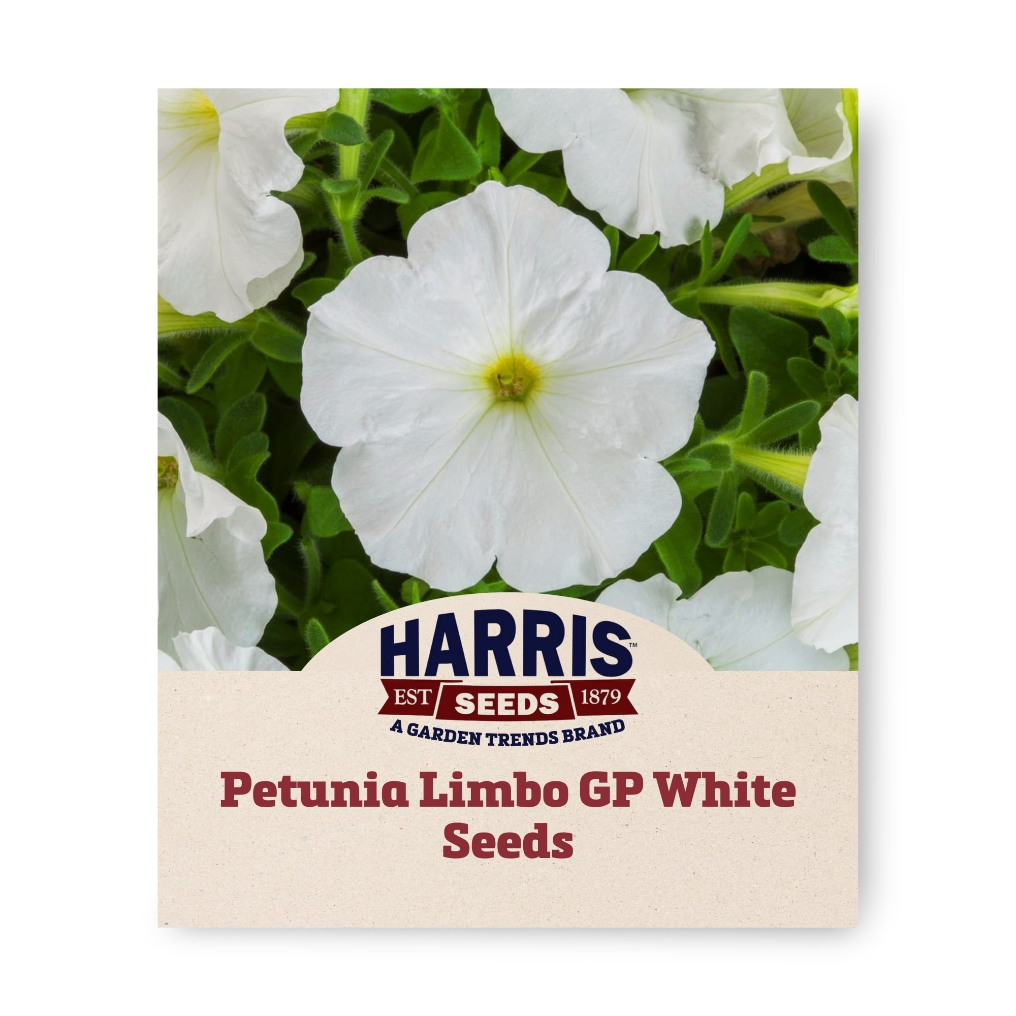 Harris Seeds - Petunia Limbo GP White F1 Flower Large Grandiflora-Sized ...