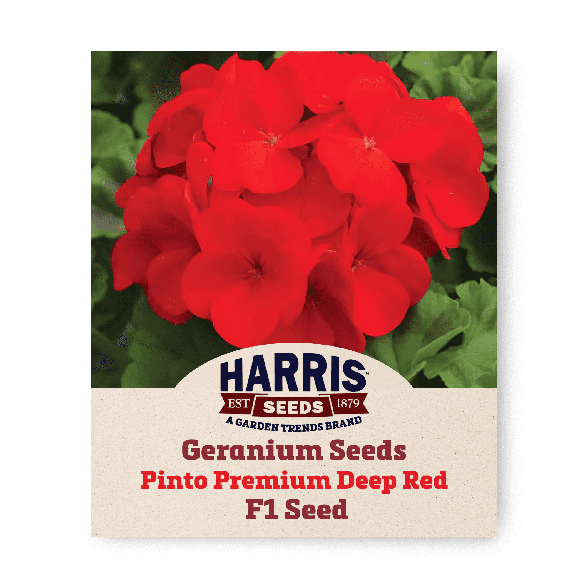 Harris Seeds Pinto Premium Deep Red F1 Hybrid Geranium Seeds - 25 Seeds ...
