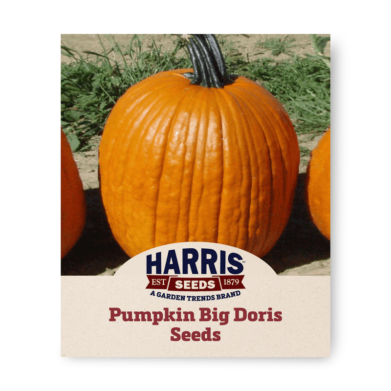 Harris Seeds - Pumpkin Big Doris Non-GMO Vegetable - FarMore Treated ...