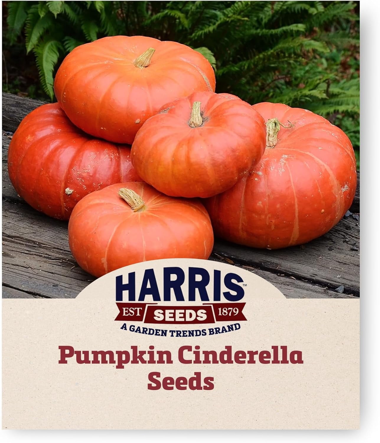 Harris Seeds - Pumpkin Cinderella Red-Orange Fruit Seeds - Treated ...