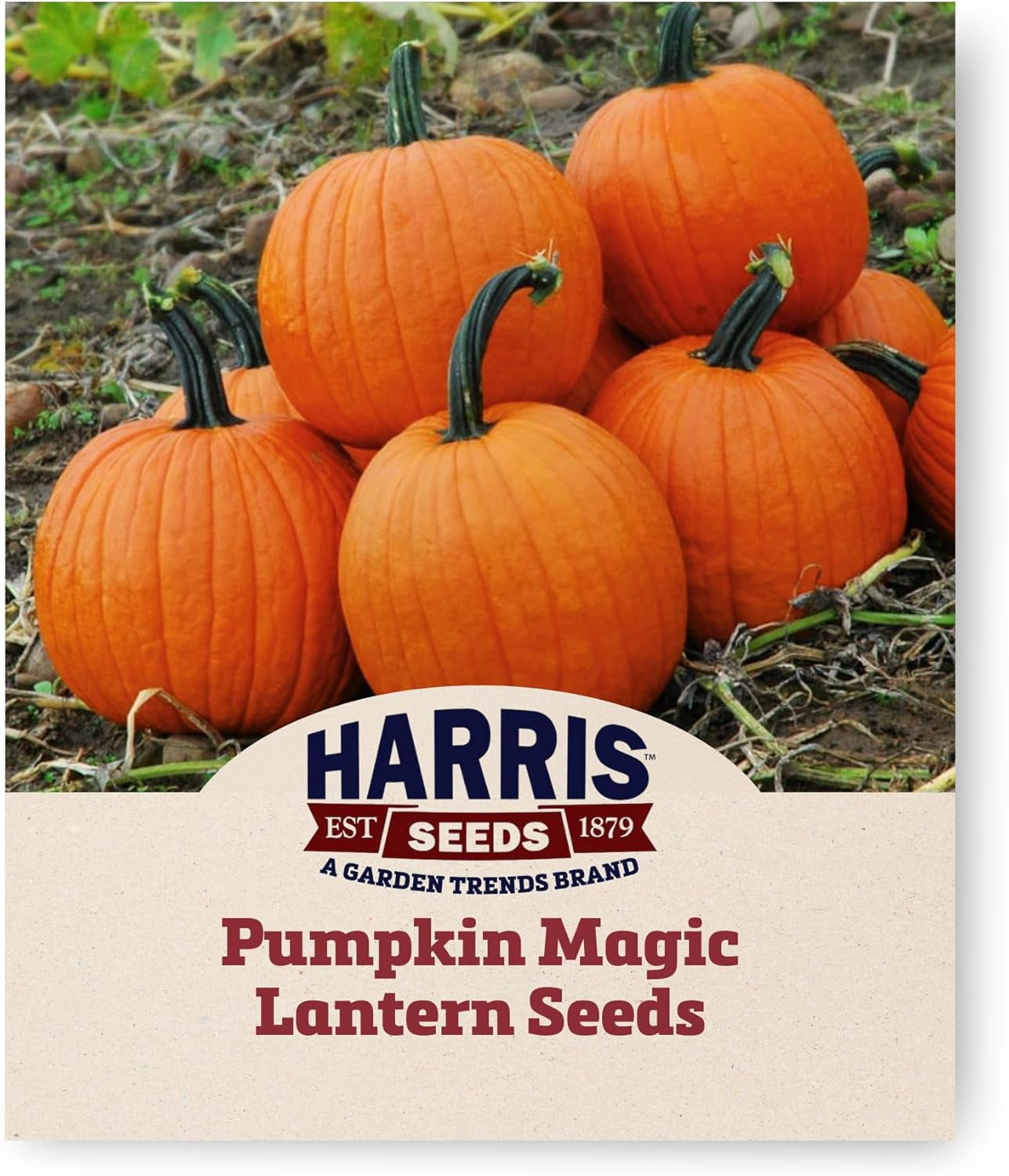 Harris Seeds - Pumpkin Magic Lantern Fast Germination Dark Orange - 250 ...