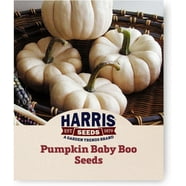 100 MIXED DOUBLE ACROCLINIUM aka Paper Daisy Helipterum Roseum Flower ...