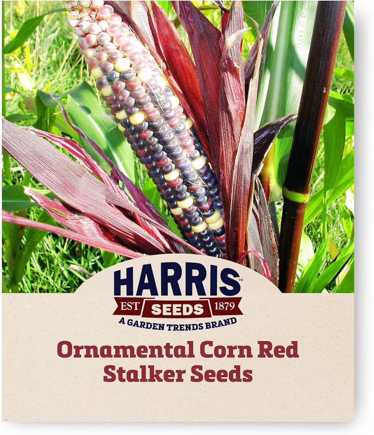 Harris Seeds - Red Stalker Ornamental Corn Seeds Non-GMO Vegetables - 5 ...