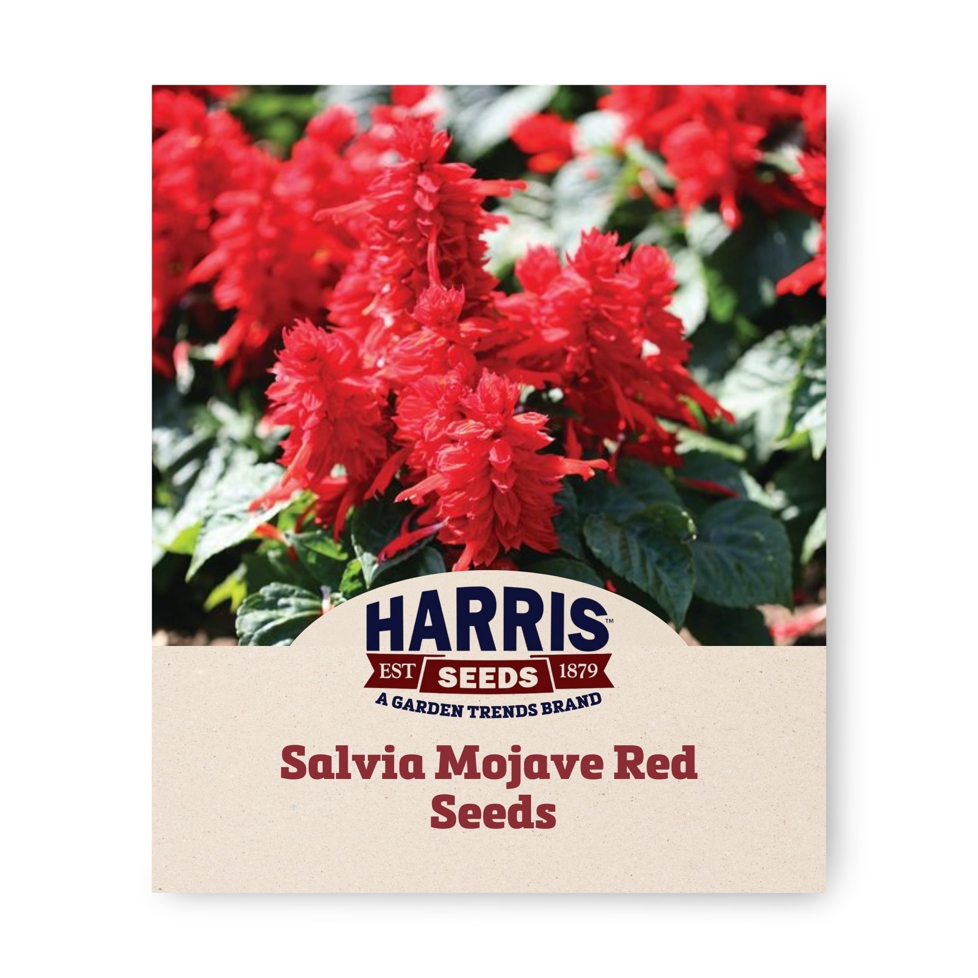 Harris Seeds Salvia Mojave Red Plant Seed, Earlier Flowering - Walmart.com