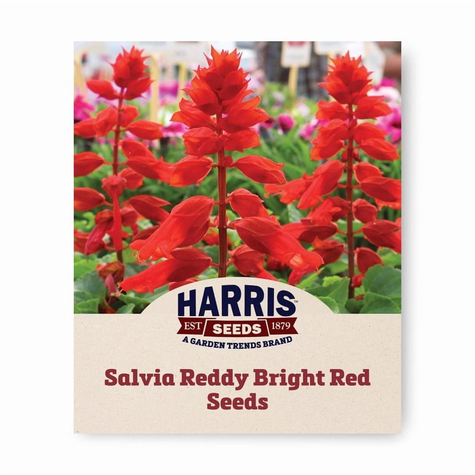 Harris Seeds Salvia Reddy Bright Red Seeds - Walmart.com