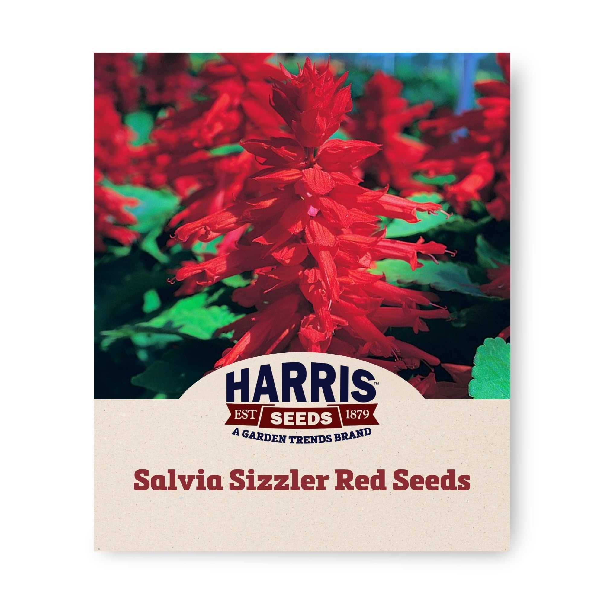 Harris Seeds - Salvia Sizzler Red Seeds - Compact Plant - Early ...
