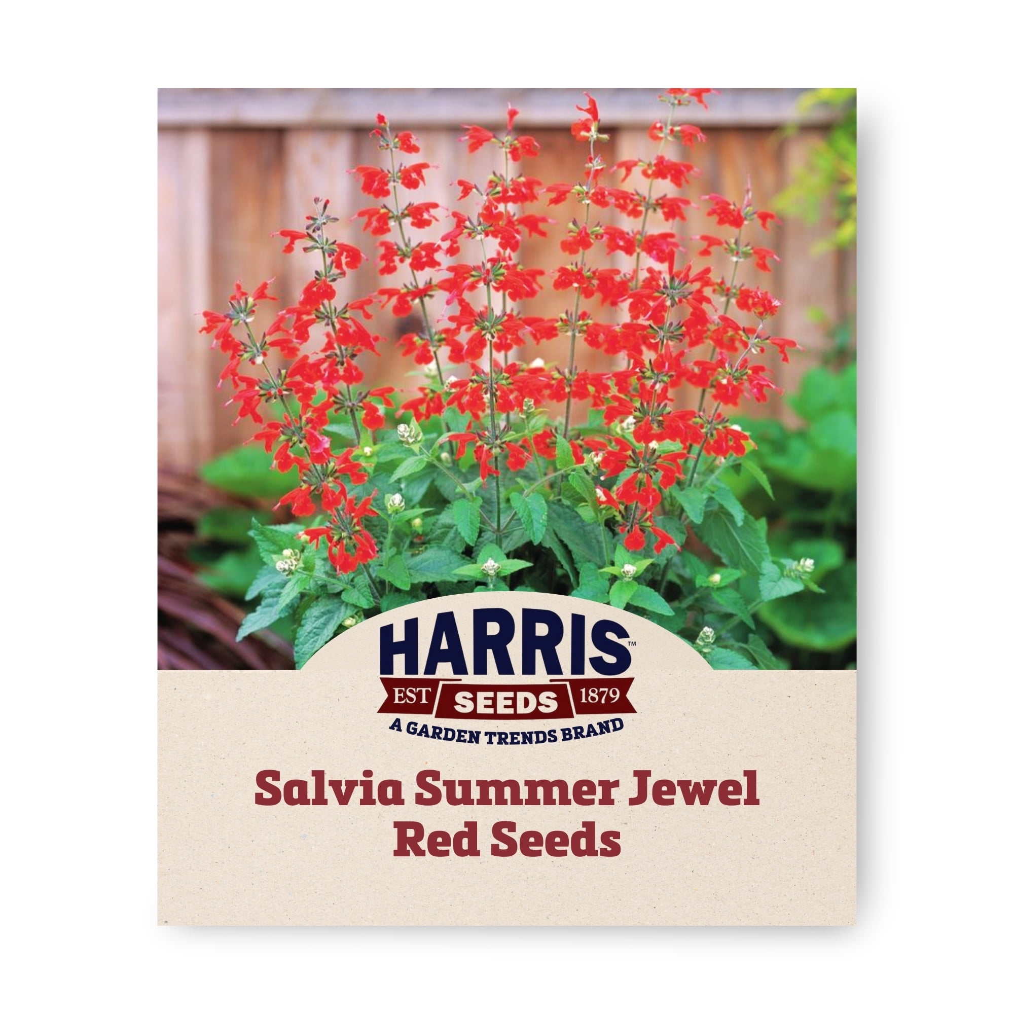 Harris Seeds - Salvia Summer Jewel Red Variety Uniform Spikes Flower ...