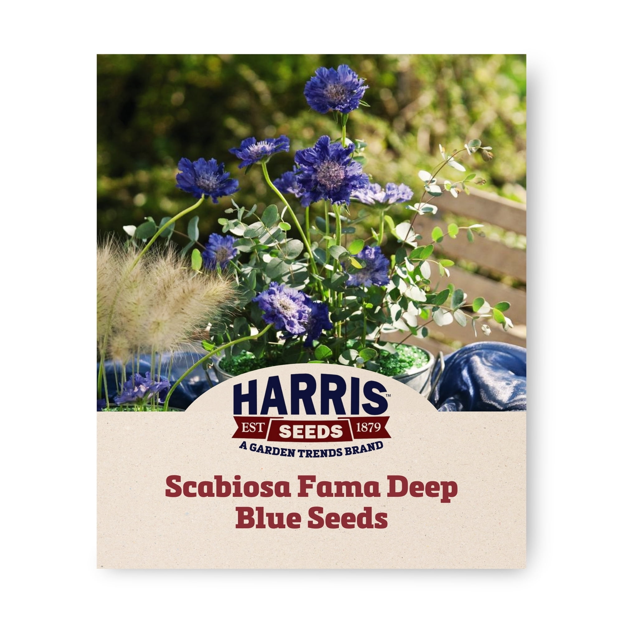 Harris Seeds - Scabiosa Fama Deep Blue Seeds For Planting - 100 Seeds ...