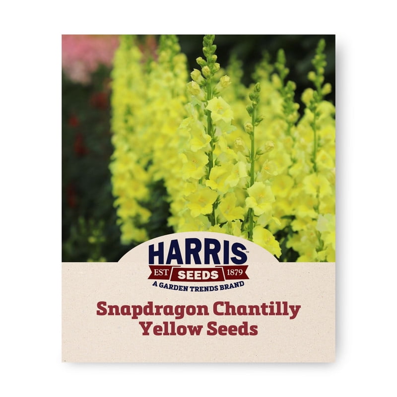 Harris Seeds - Snapdragon Chantilly Yellow F1 Seeds - Large Open-Faced ...