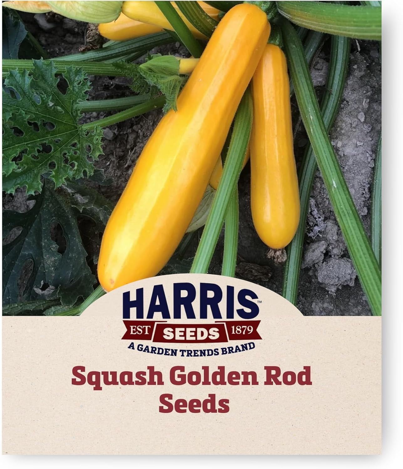 Harris Seeds - Squash Golden Rod Yellow Zucchini F1 Treated - 250 Seeds ...