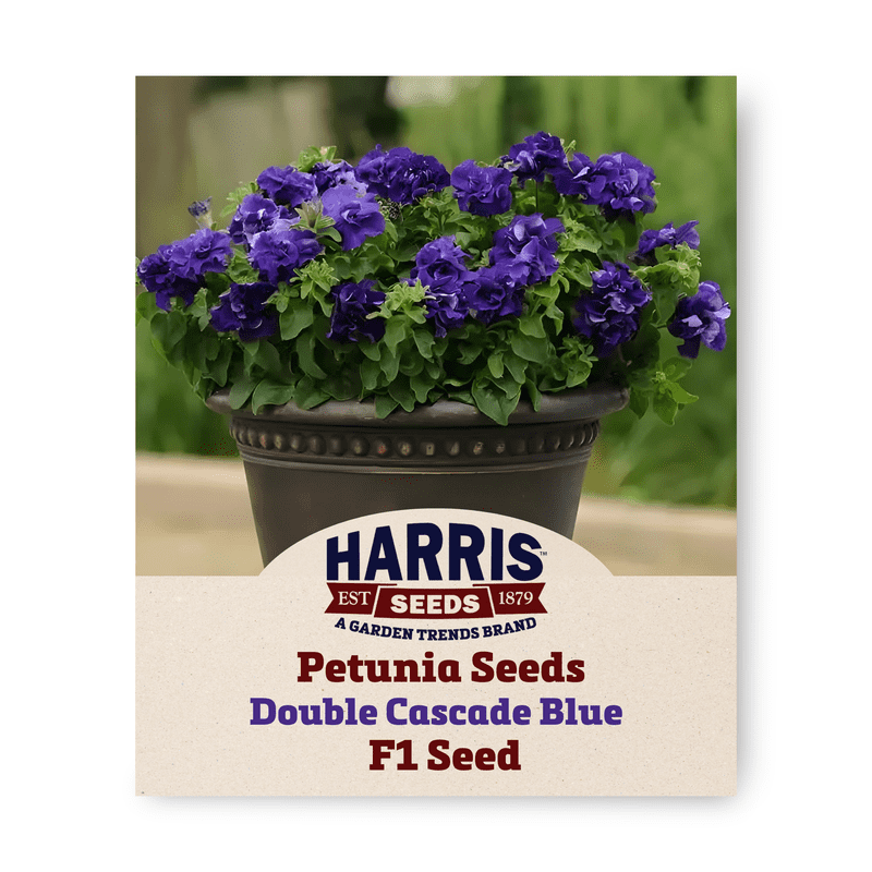 Harris Seeds - Stock Katz Cherry Blossom Seeds - Outdoor Flower ...
