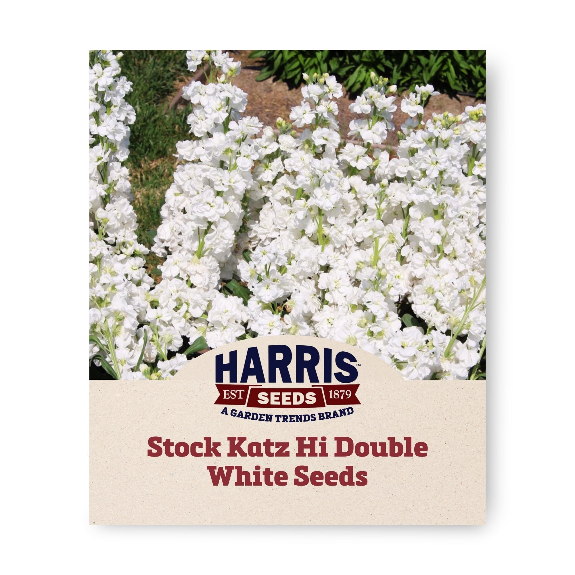 Harris Seeds - Stock Katz Hi Double White Seeds - Double Bloom - 500 ...