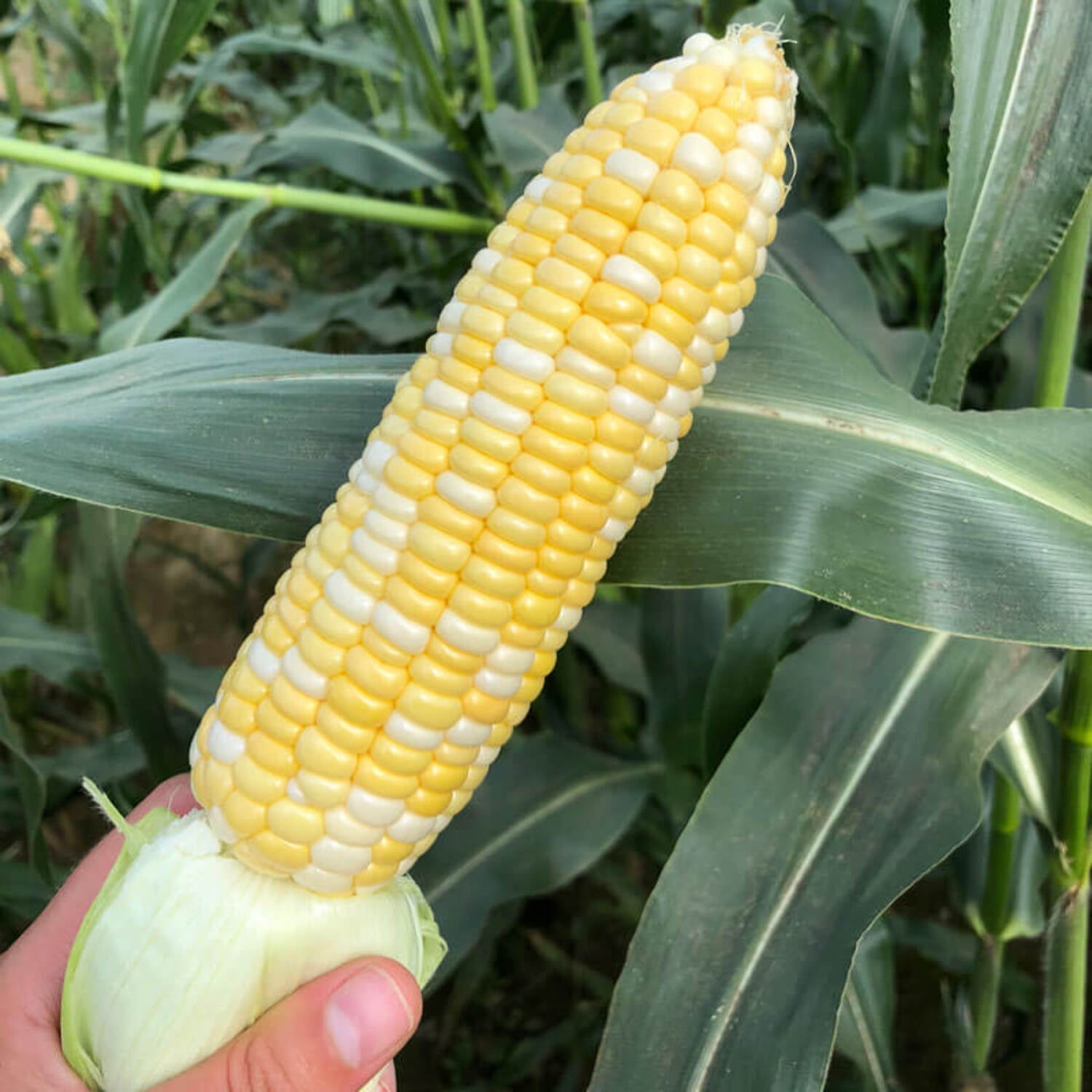 Sweet Corn Sweet Chorus F1 Seed - Walmart.com