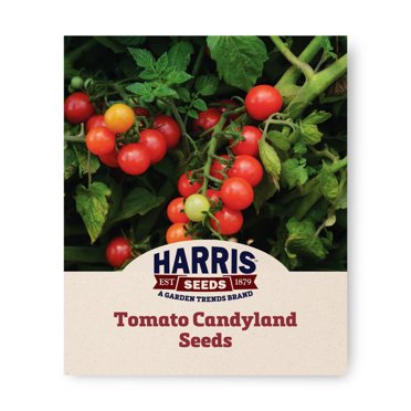 500+ Sky Blue Flax Flower Seeds - Easy to Grow Perennial Wildflower ...