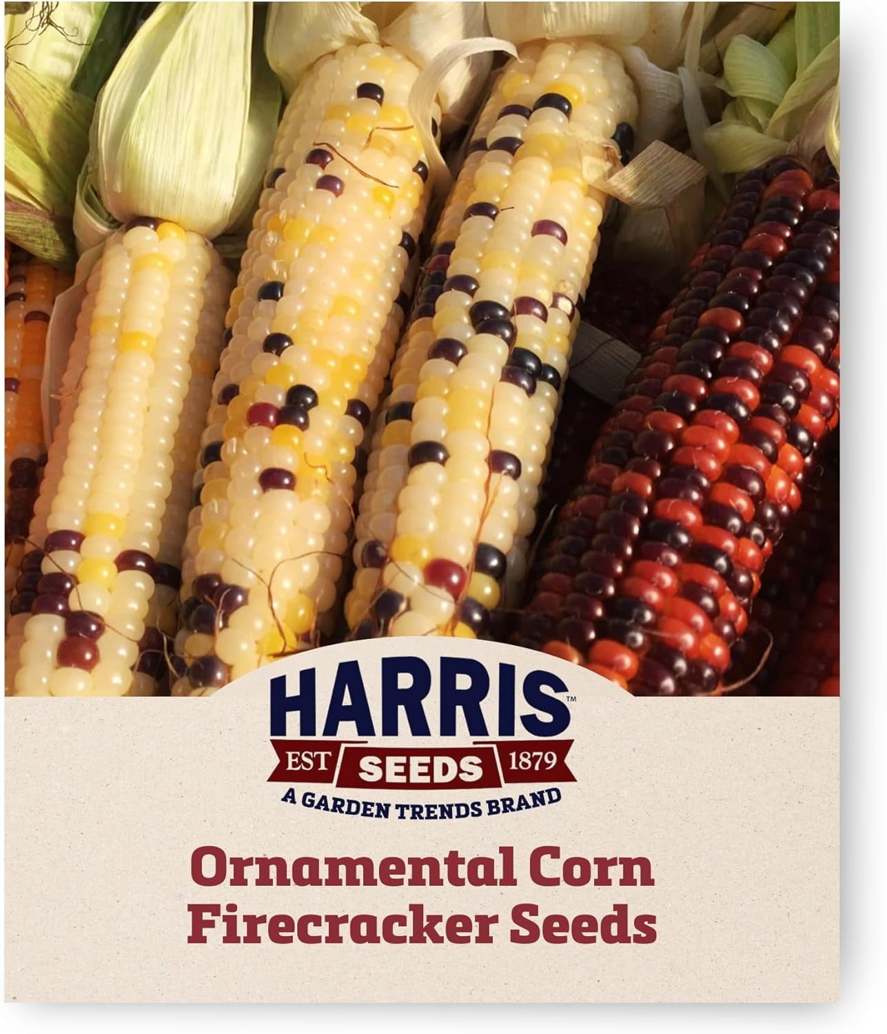 Harris Seeds -Treated Ornamental Corn Seeds Firecracker Variety ...