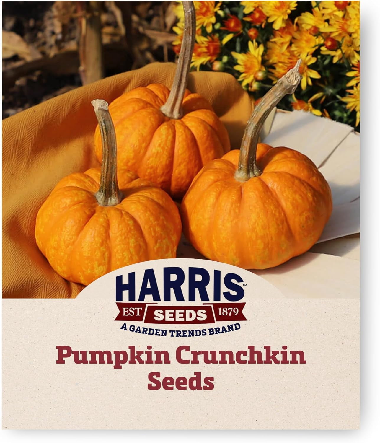 Harris Seeds - Treated Pumpkin Crunchkin F1 Non-GMO Vegetable - 25 ...