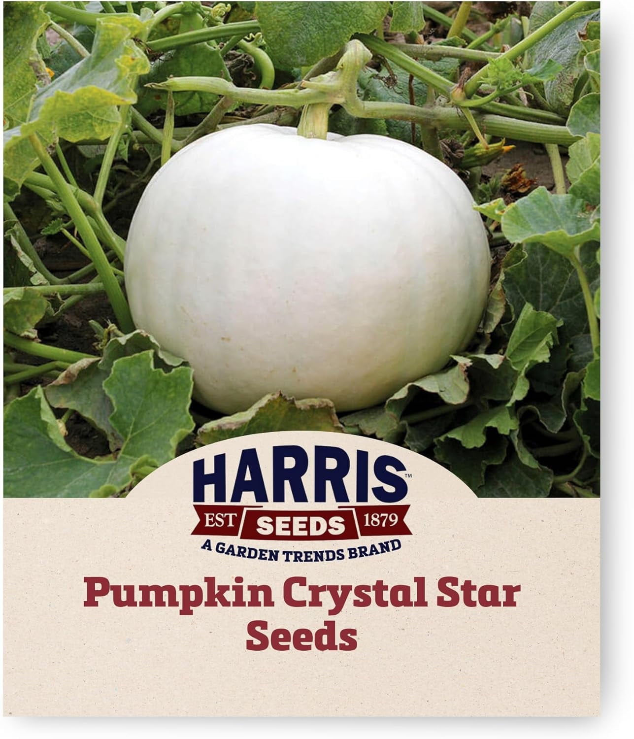 Harris Seeds - Treated Pumpkin Crystal Star Non-GMO Vegetable - 100 ...