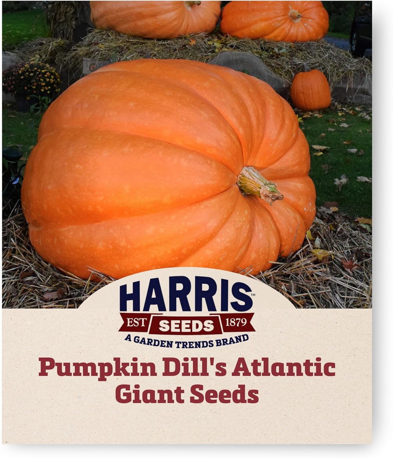 Harris Seeds - Treated Pumpkin Dill's Atlantic Giant Yellow-Orange ...