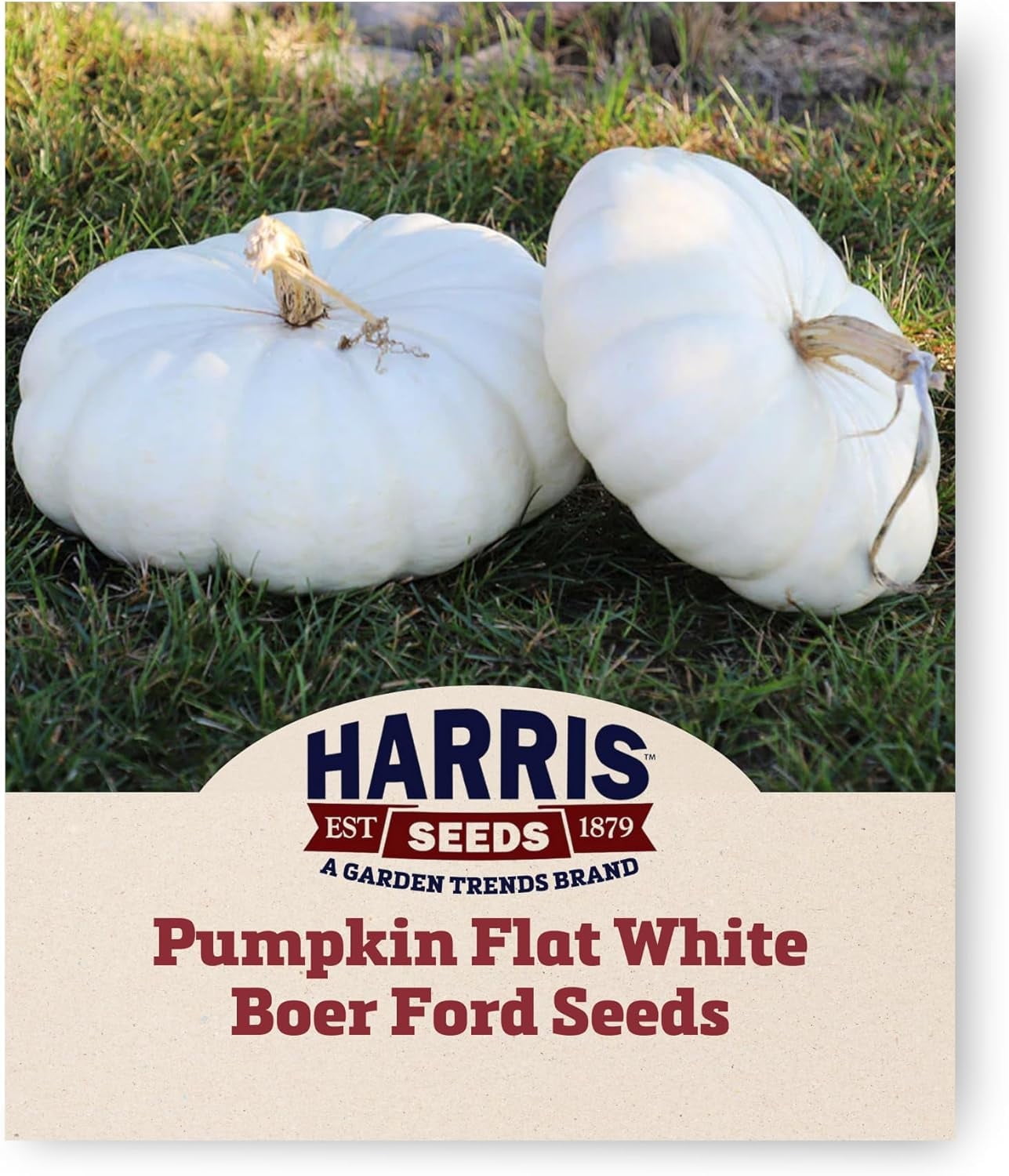 Harris Seeds - Treated Pumpkin Flat White Boer Ford Sweet Fast ...