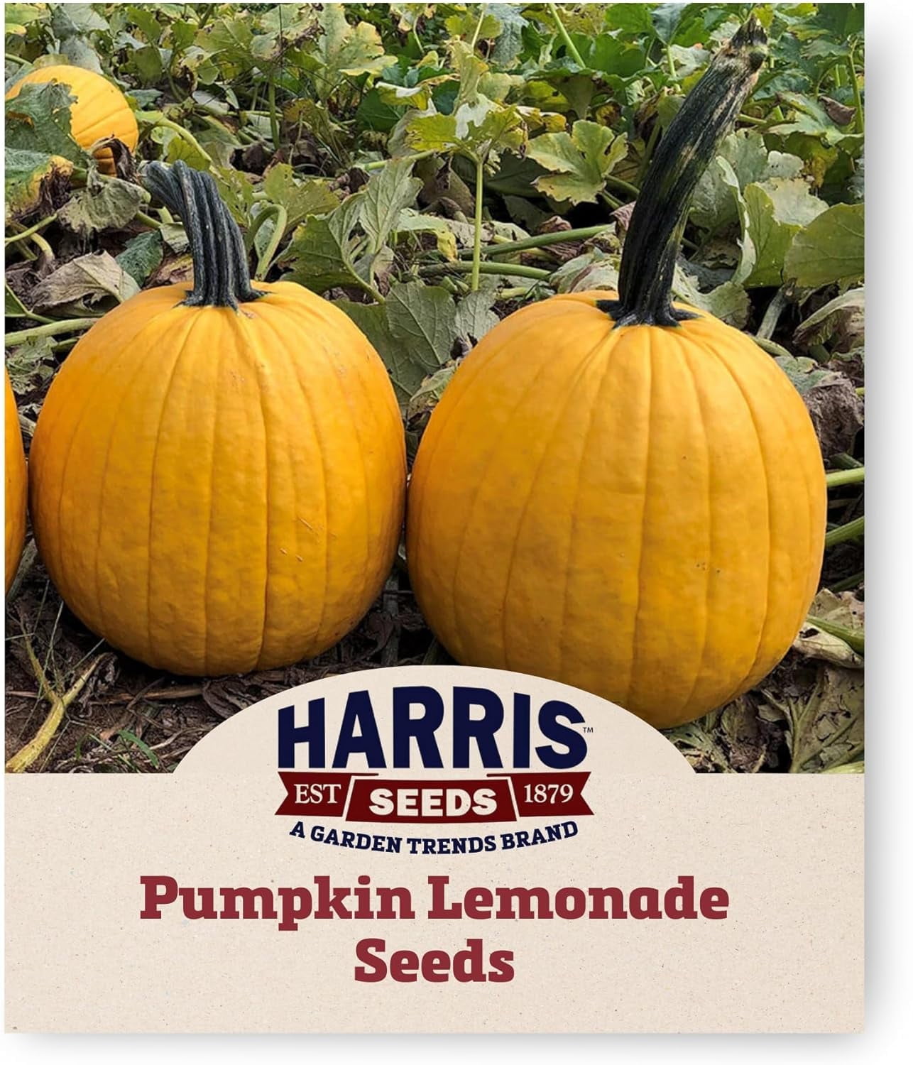 Harris Seeds -Treated Pumpkin Lemonade Non-GMO Vegetable - 250 Seeds ...
