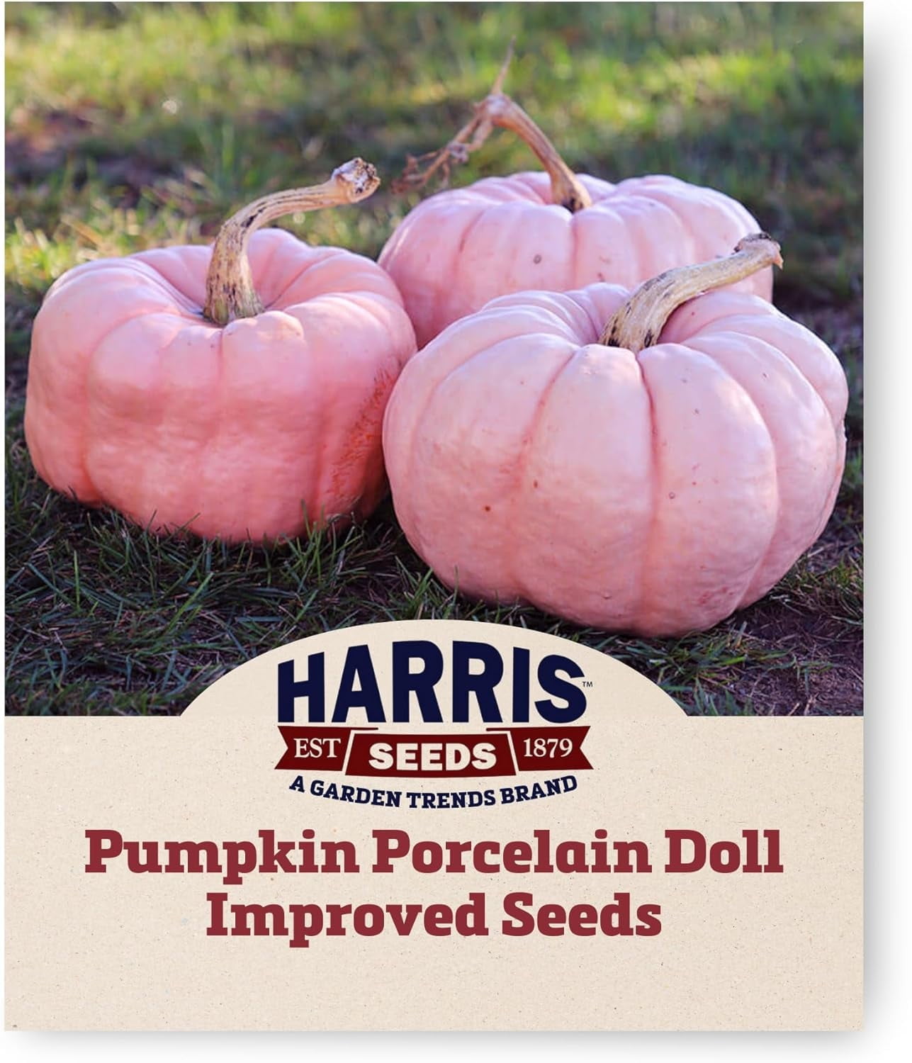 Harris Seeds - Treated Pumpkin Porcelain Doll Improved Variety Pink ...