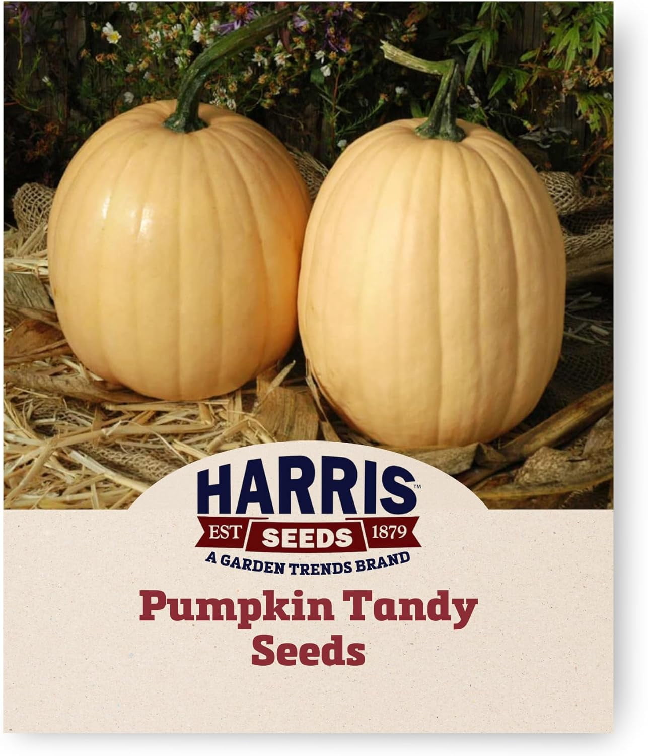 Harris Seeds - Treated Pumpkin Tandy F1 Non-GMO Good Yields Off-White ...