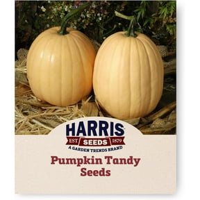 Harris Seeds Cronus Pumpkin, Non-GMO, Large Dark Orange Fruit, 25 Count ...