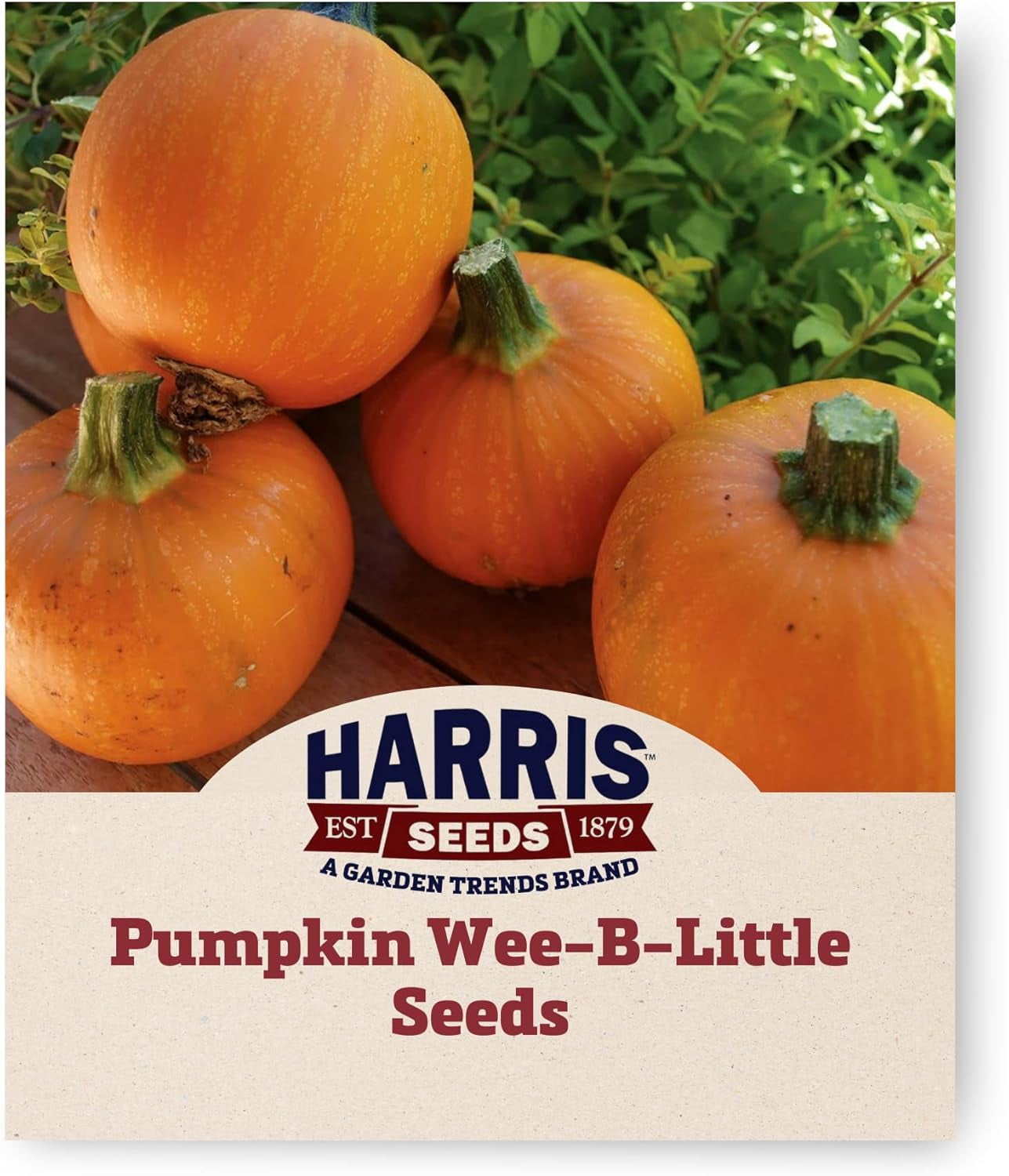 Harris Seeds - Treated Pumpkin Wee-B-Little Small Orange Fruit Dark ...