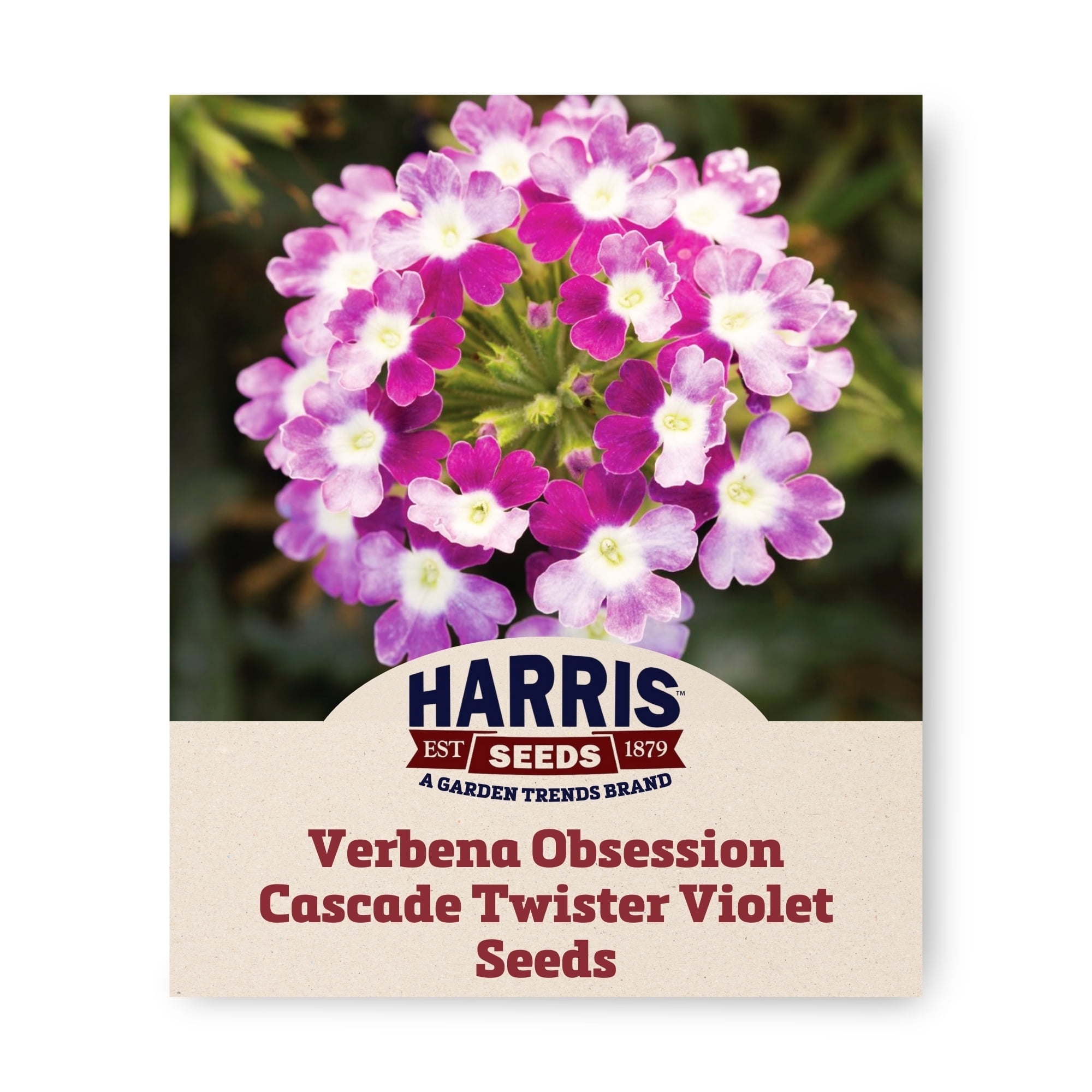Harris Seeds - Verbena Obsession Cascade Twister Violet Flower Seeds ...
