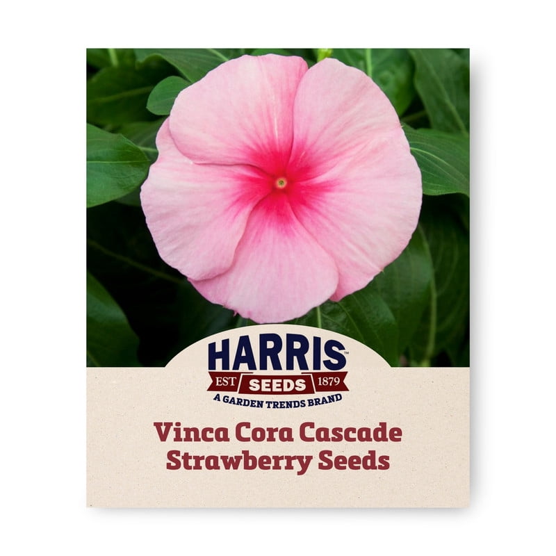 Vinca Cora Cascade Strawberry F1 Hybrid Seeds, Large Bicolor Pink ...