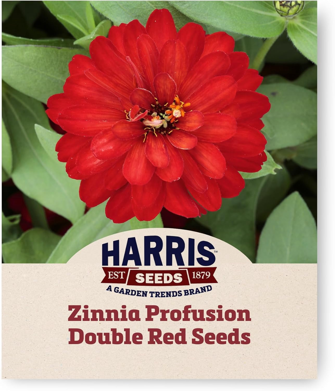 Harris Seeds - Zinnia Seeds Profusion Double Red Flowers Non-GMO - 25 ...