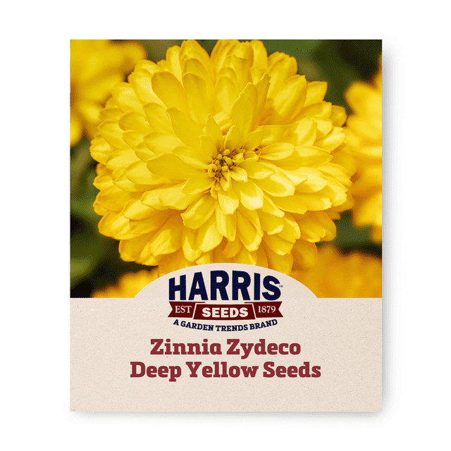 Harris Seeds - Zinnia Zydeco Deep Yellow Seeds For Planting - 250 Seeds ...