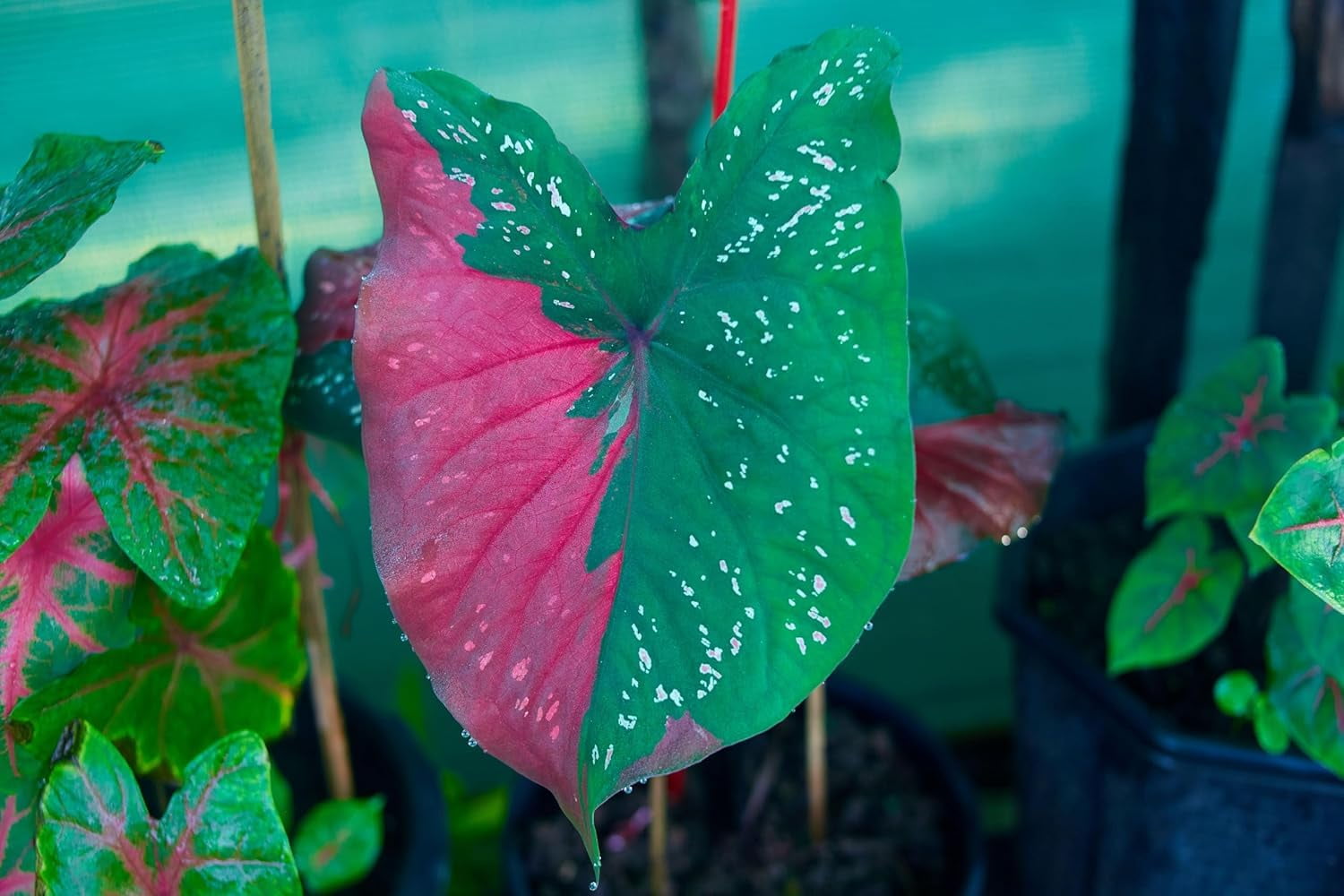 Harrison Strap Caladium Bulbs for Planting -Multi Color Leaf ...