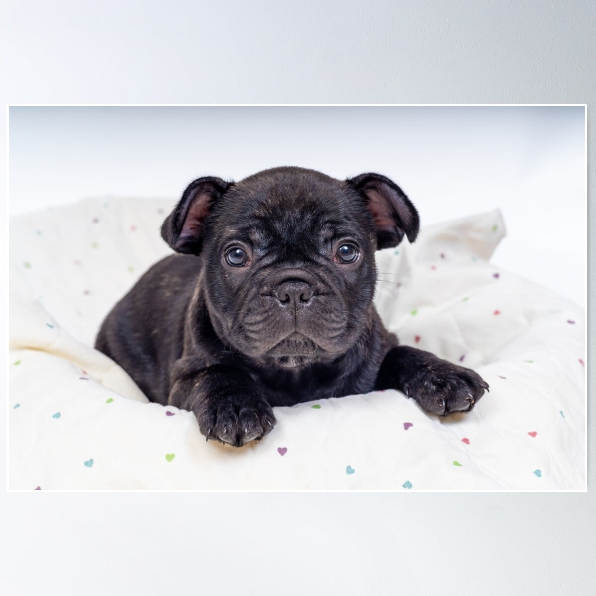 Harry, French Bulldog Puppy Poster Wall Art, Modern Wall Decor For ...